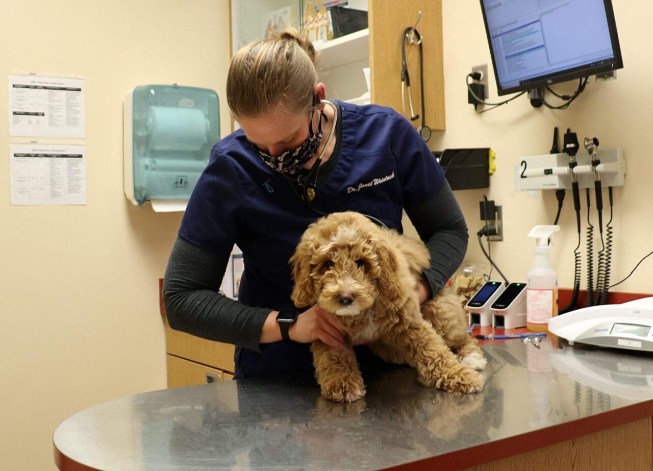 About Rocky Gorge Animal Hospital | Vet In Laurel, MD 20707